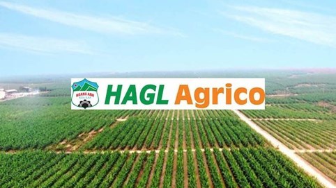 HAGL Agrico (HNG) tiếp tục thua lỗ